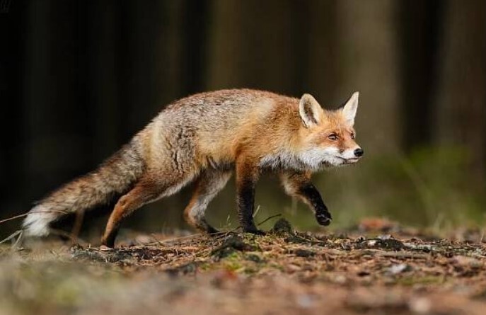 Liška obecná :: MalyHubert